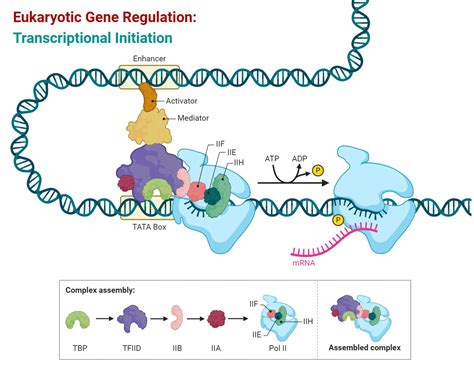 Eukaryotic Rna Transcription Transcription Of Dna Stages