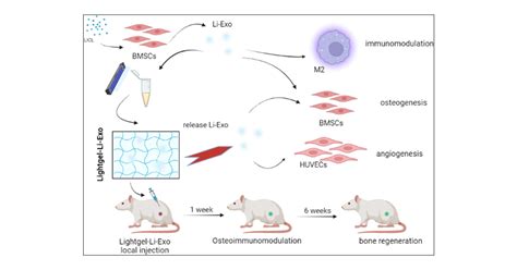 Engineered Exosome Functionalized Extracellular Matrix Mimicking