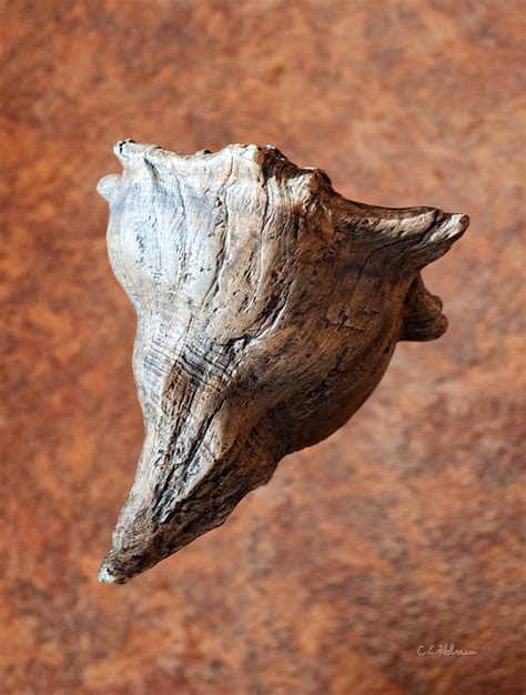 Floating Shell Photograph By Christopher Holmes Fine Art America