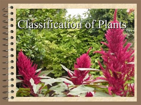 Classifying Plants According To Different Kinds Pptx