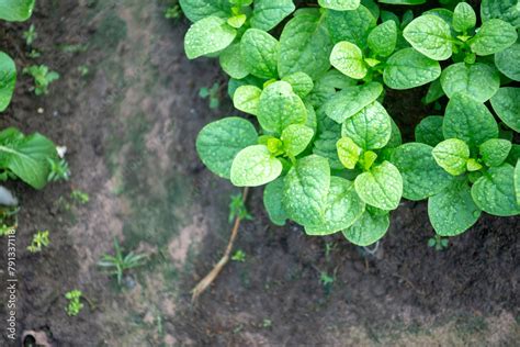 Brassica Integrifolia Meat Hotpot Possesses Many Nutritional