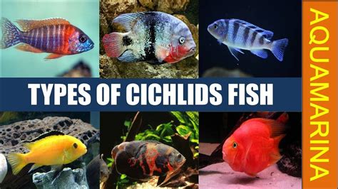 Types Of Freshwater Cichlids