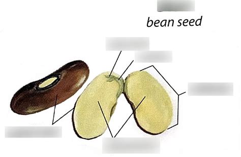Seed Diagram Quiz At Luis Lam Blog