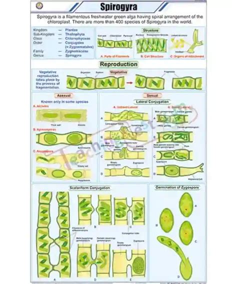 Spirogyra Chart Laminated With Rollers Teachingnest
