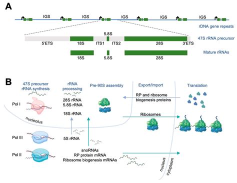 Rna Polymerase