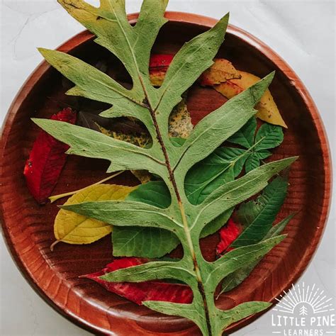A Simple Leaf Activity To Try Today • Little Pine Learners