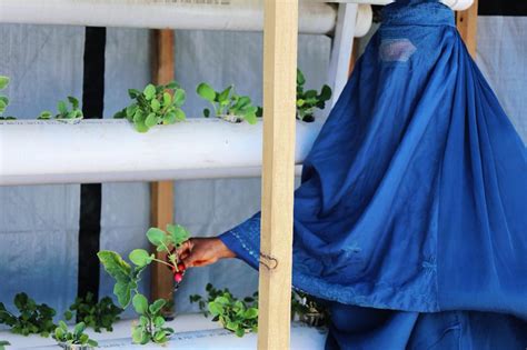 Sicurezza Alimentare A Kabul Selene Biffi E La Costruzione Di Una Rete