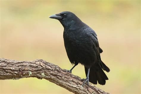 6 Natural Predators Of Crows You Should Know Pest Pointers