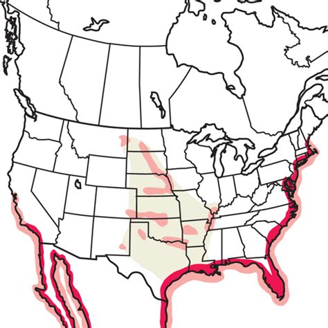 Least Tern Audubon Field Guide