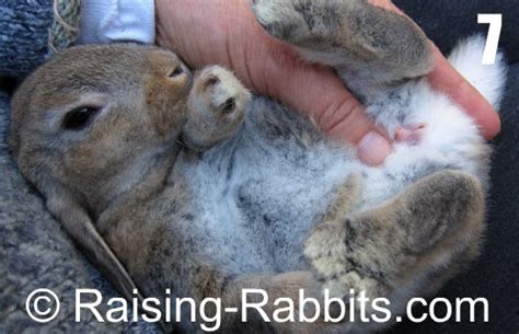 Sexing Rabbits How To Tell Male Rabbits From Female Rabbits