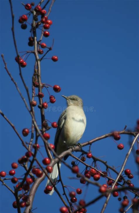 Northern Mockingbird On Berry Tree With Blue Sky Background Stock Image
