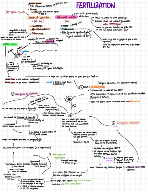 Fertilization Mind Map Schemes And Mind Maps Cell Biology Docsity