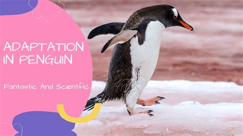 Functions Of A Penguin At Dorothy Boots Blog