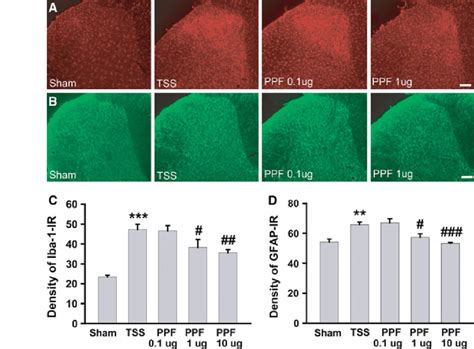 Effect Of Propentofylline On Tetanic Stimulation Induced Increase In Download Scientific
