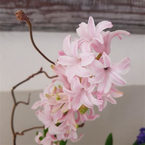 Jacinthes Encore Et Encore Fleurs Etc