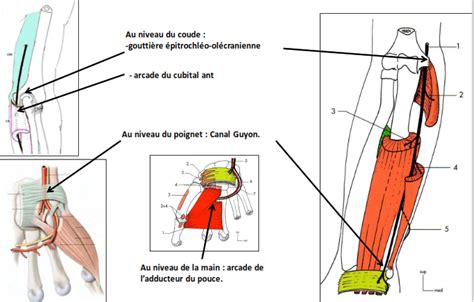 Cours Anatomie Nerf Ulnaire Nerf Cutané Médial Lavant Bras