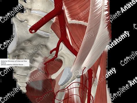 Anterior Division Of Internal Iliac Artery Complete Anatomy