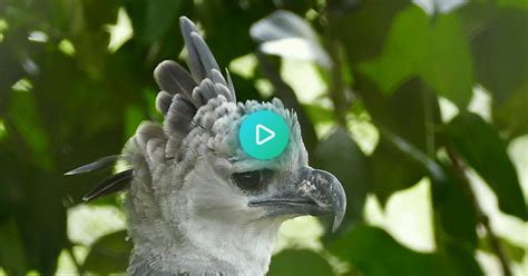 This Harpy Eagle Seems Destined To Become A Reaction  Album On Imgur