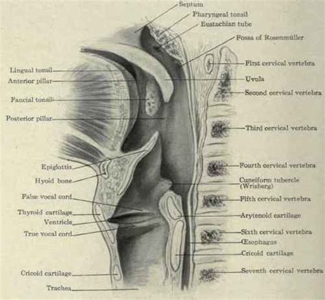 Pharynx