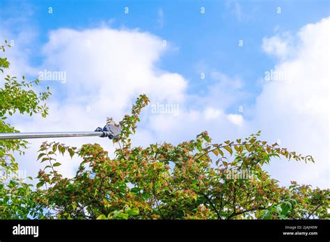 Pruning Tall Trees Telescopic Garden Shears Cut Branches On Heaven