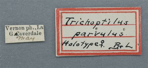 Trichoptilus Parvulus Smithsonian Institution