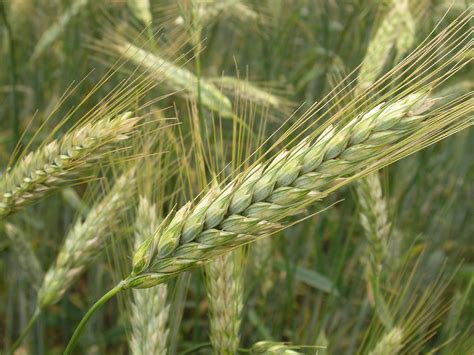 Triticale Den Store Danske Lex