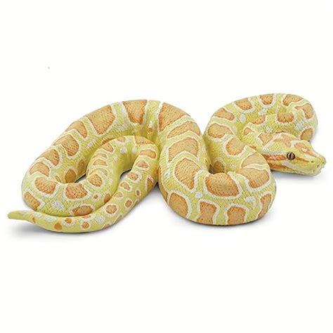Exploring The Different Types Of Ball Pythons Morphs Patterns And
