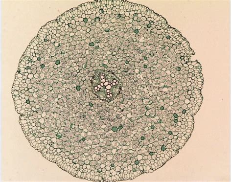 Ranunculus Root Quiz