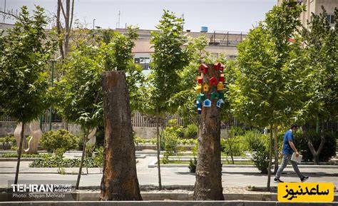 خلاقیت شهرداری در تبدیل درختان خشکیده به اثر هنری با نصب لوازم جالب و چشم نواز؛ از جاسازی تکه