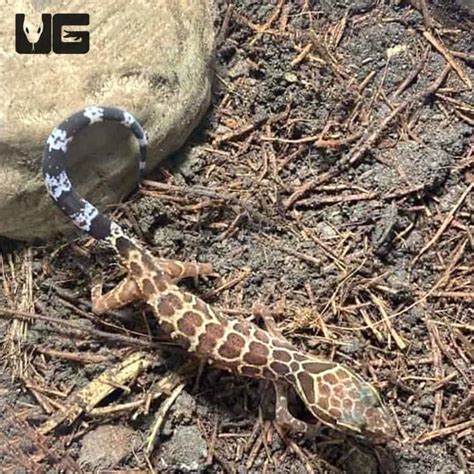 Spotted Bent Toe Geckos Cyrtodactylus Zebraicus For Sale