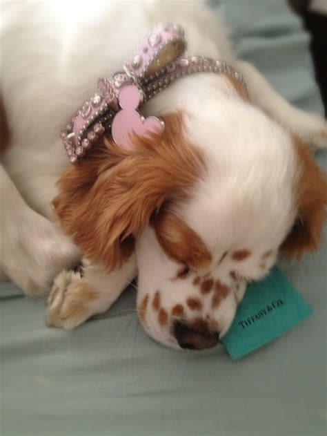 Amazing Grace Cocker Spaniel