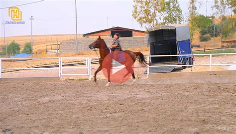 لەنیا لە زاری خۆیەوە باسی مردنی ئەسپەکەی دەکات