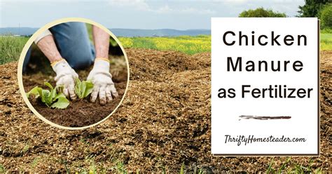 The Ultimate Guide To Applying Chicken Litter On Hay Fields How Much