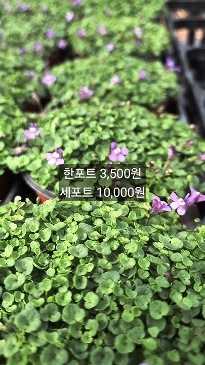 Garden야생화판매애기누운주름꽃 풀빛마당 정원가꾸기 Youtube