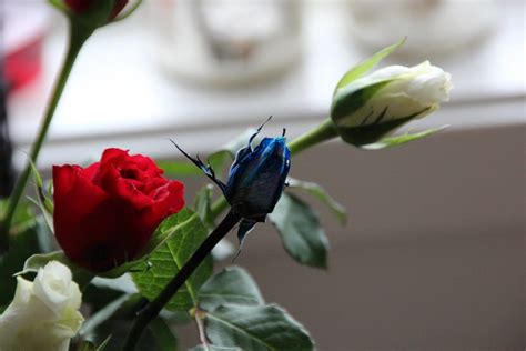 무료 이미지 꽃 피는 식물 화이트 장미 꽃 빨간 꽃잎 푸른 정원 장미 장미 가족 꽃을 자르다 식물 줄기 담홍색 식물학 장미의 주문 싹 꽃다발