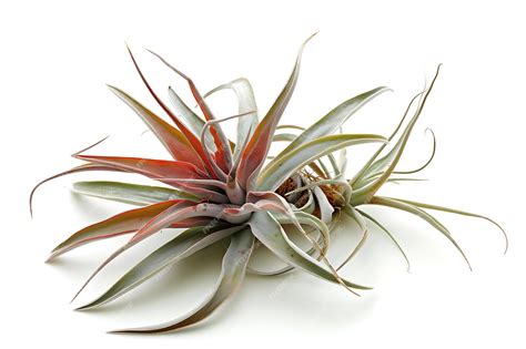 Air Plant With Red And Green Leaves Isolated On White Background