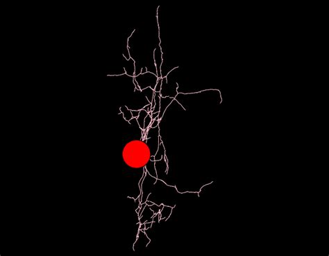 Detailed Cell Information Neuron Id0465