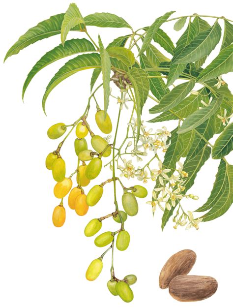 Neem Azadirachta Indica Uses And Benefits Dmr