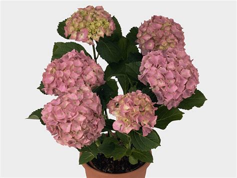 Hydrangea Macrophylla Renate Steiniger