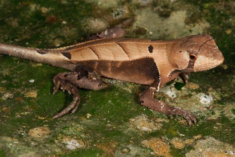 Peruvian Amazon Part 2 Lizards Turtles And Crocodilians Field Herp
