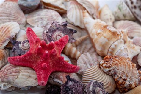 Premium Photo Seashells Background Lots Of Amazing Seashells And Red