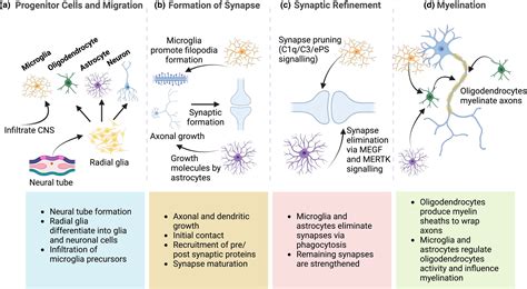 Rebuilding The Nervous System A Review Of Neuronglia Interactions