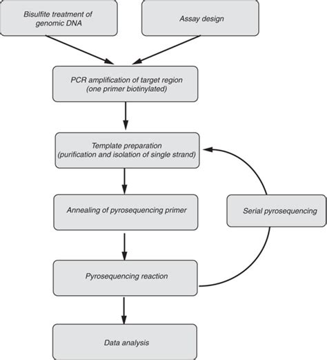 Outline Of The Procedure For The Pyrosequencing Assay For Dna