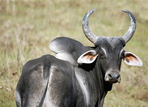 The Domestication Of Cattle Ridgeway Research
