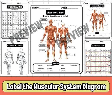 Label The Muscles Of The Body Worksheet Pin By Ddb On Teaching Reading