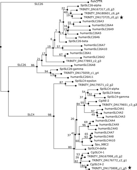 Phylogenetic Tree Depicting Relationships Between Bicarbonate Download Scientific Diagram