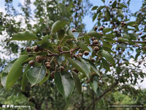 豆梨摄影图树木树叶生物世界摄影图库昵图网