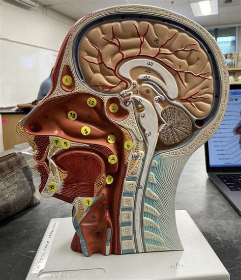 Olfactory System Diagram Diagram Quizlet