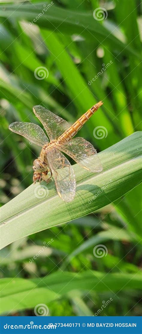 Grasshopper Natural View Stock Image Image Of Natural 273440171
