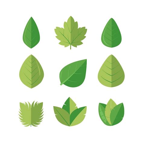 Premium Vector Set Of Leaf